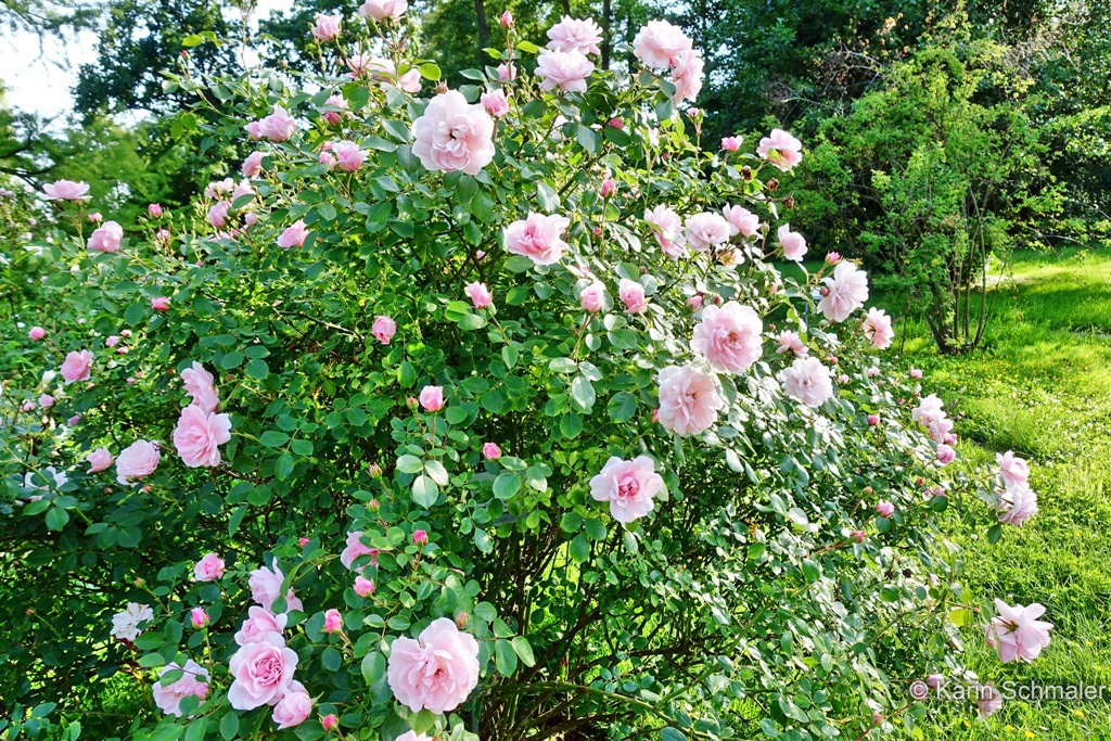 Die zarte wilde Schönheit der Strauchrosen, eine fotografische Reise ...